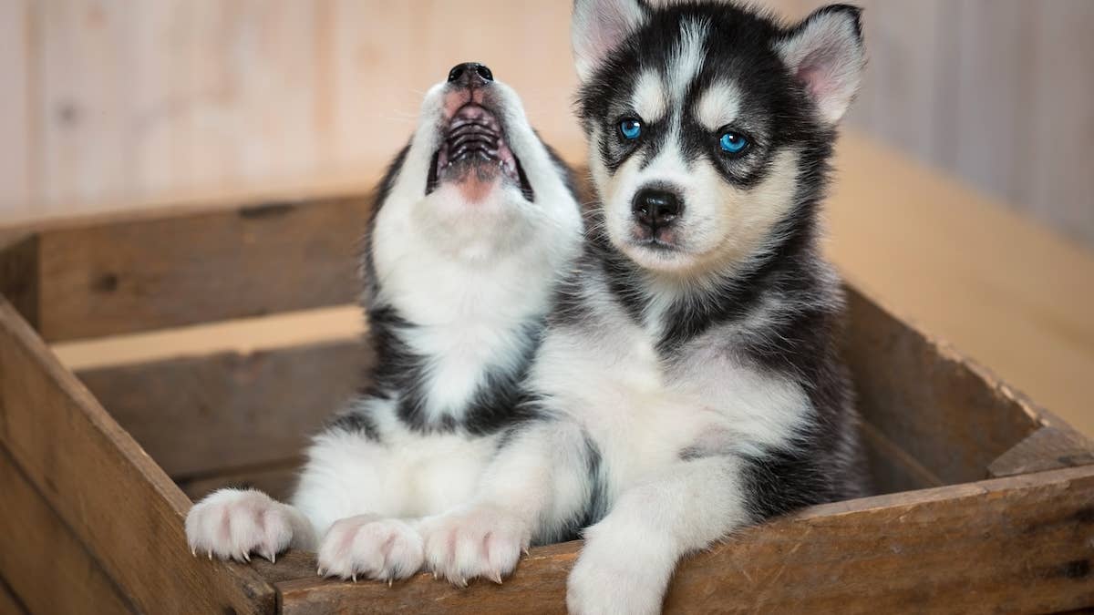 Husky Puppy’s Hilarious Failed Howl Has Everyone Talking - Parade Pets