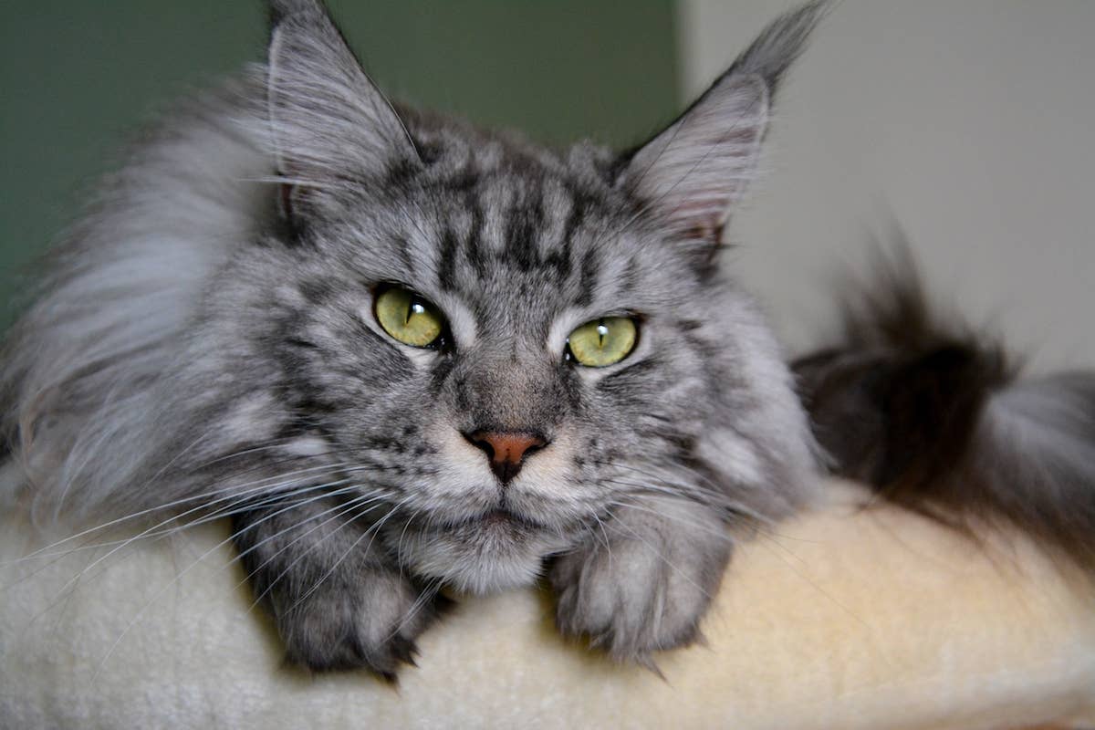 Maine Coon Cat Challenges Man To Staring Contest and the Winner Is ...