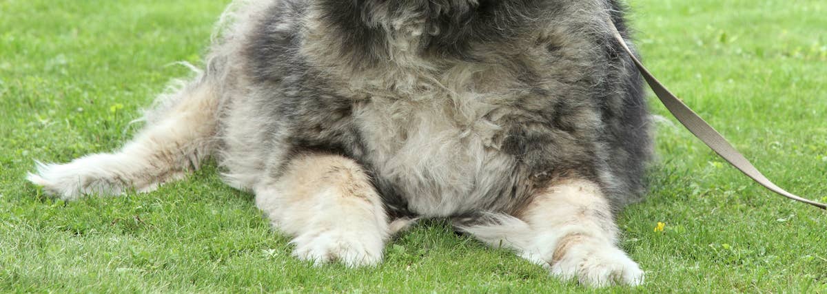 Pup Who's One of World's Most Rare Dog Breeds Just Sold for Over 5 ...