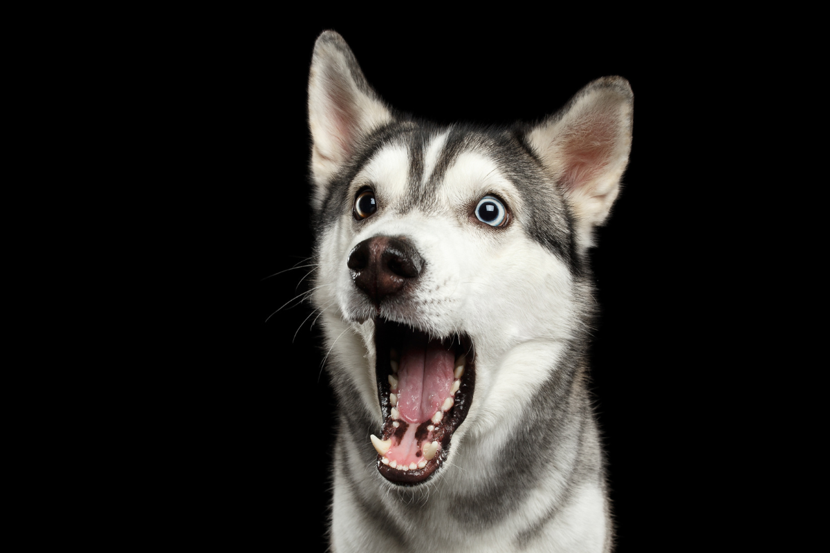 Viral Husky Shocks Everyone by Saying 'Hello' and 'How Are You ...