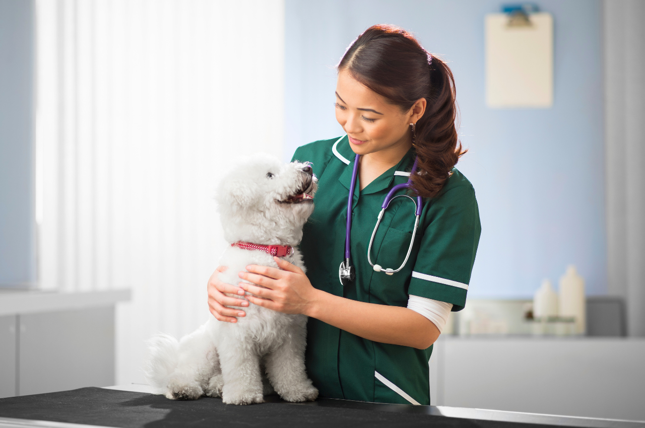 10 Activities That Make Dogs Happiest, According to Science - Parade Pets