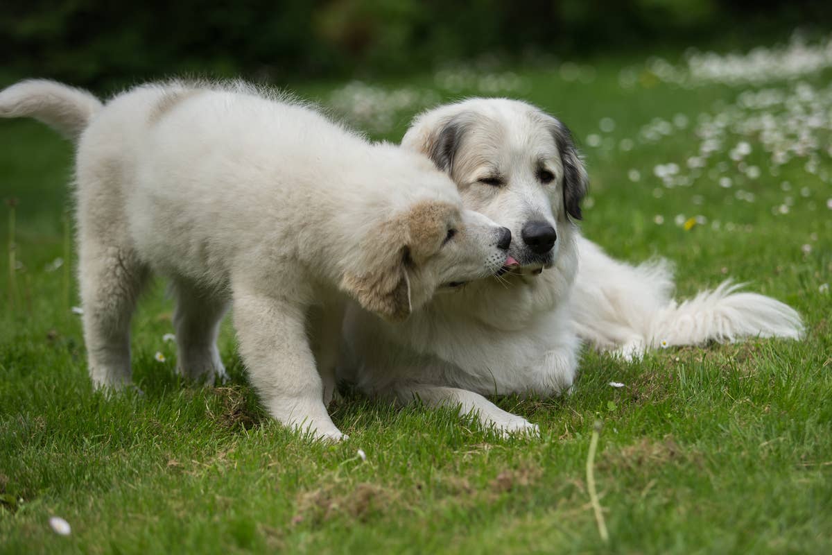 Great Pyrenees Puppy 'Finding Her Place in Pack' of Livestock Guardian ...