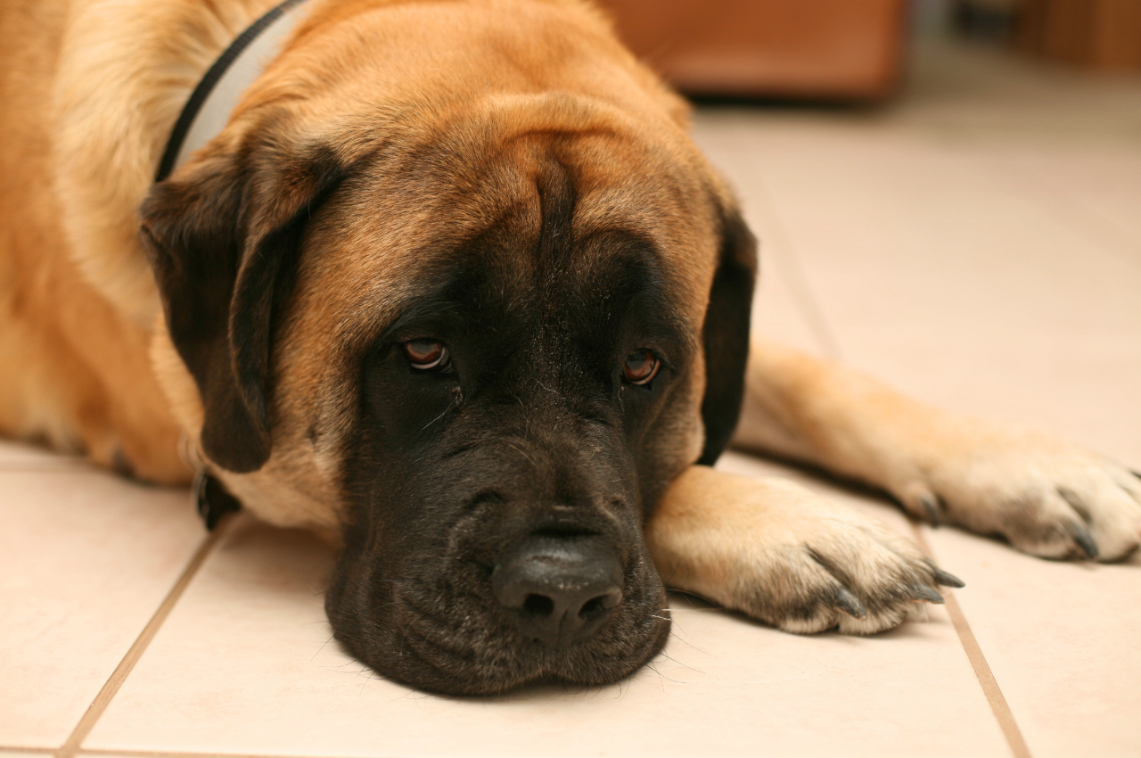 The Top 5 Easygoing Dog Breeds, According to a Pet Expert - Parade Pets