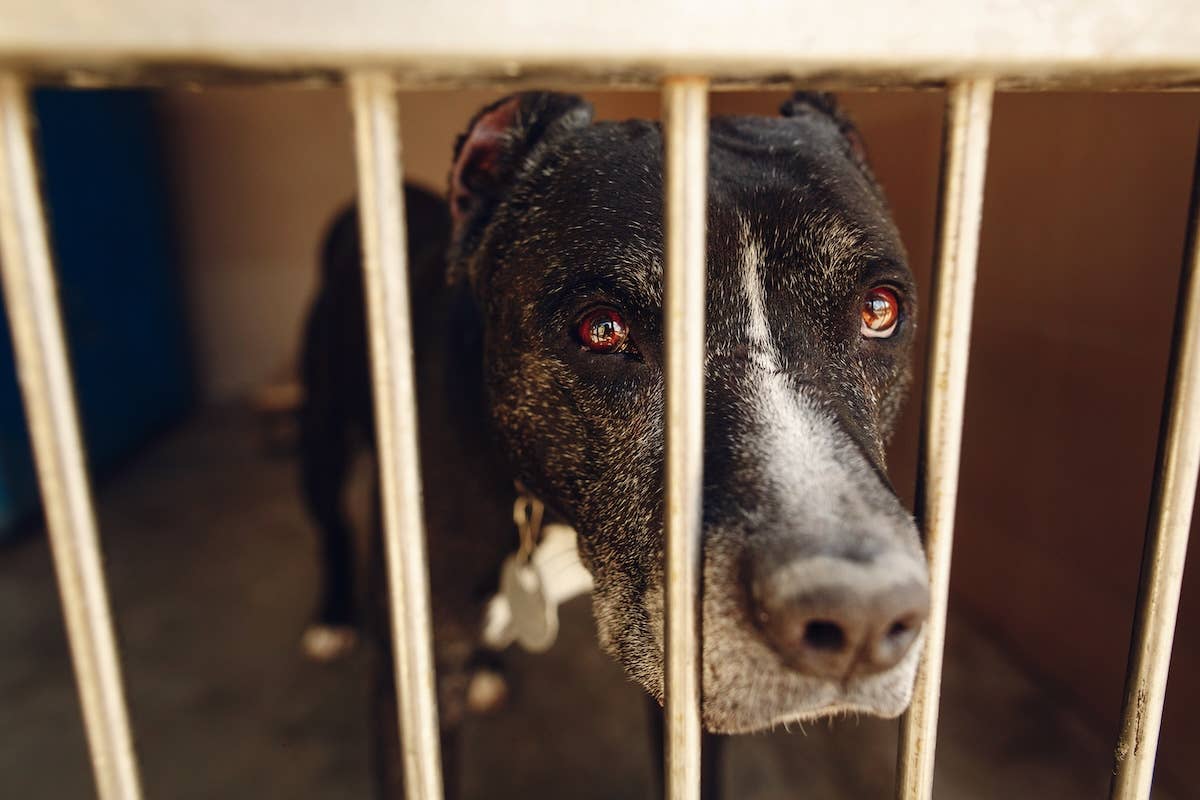 Adorably Sad Shelter Pit Bull Named ‘Gummy Bear’ Issues Sweetest Plea ...
