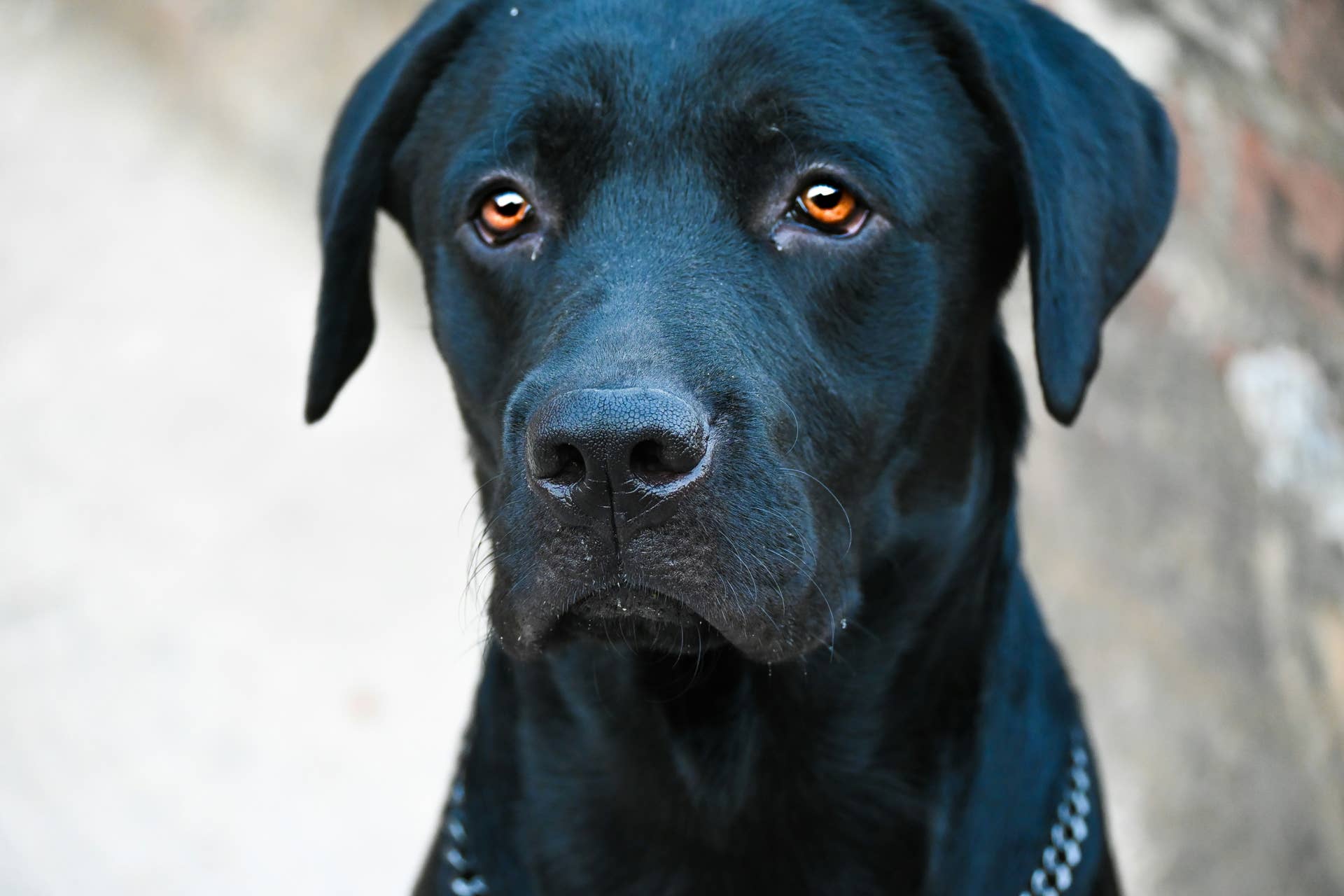 Labrador Dreads Visit From Dachshund Cousin and Her Face Says It All ...
