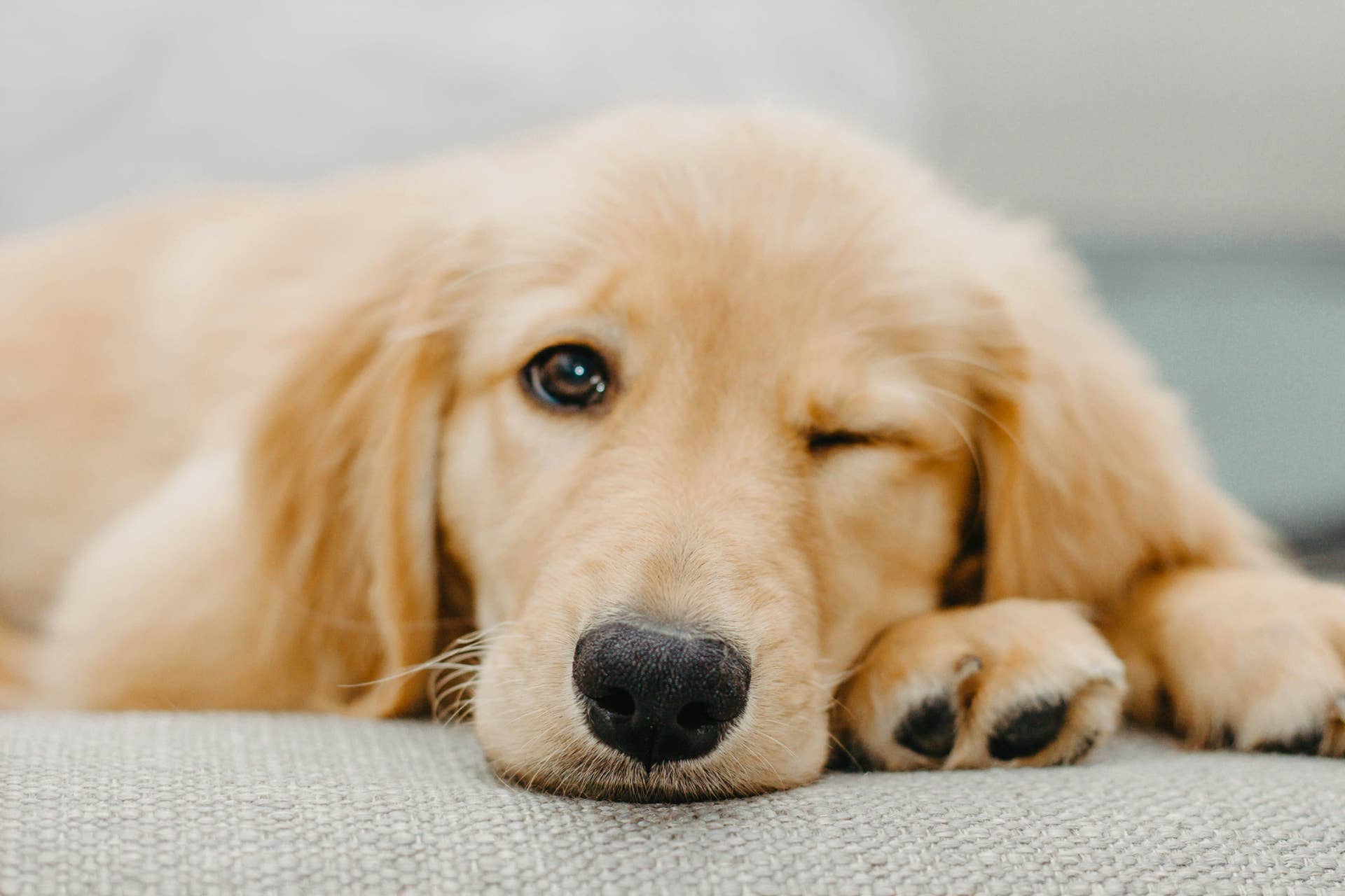 This Golden Retriever's Drive-Thru 'Kissing Booth' Is Every Dog Lover's ...