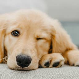 Golden Retriever 'Influencer' Trends After Stealing Mom's Camera ...