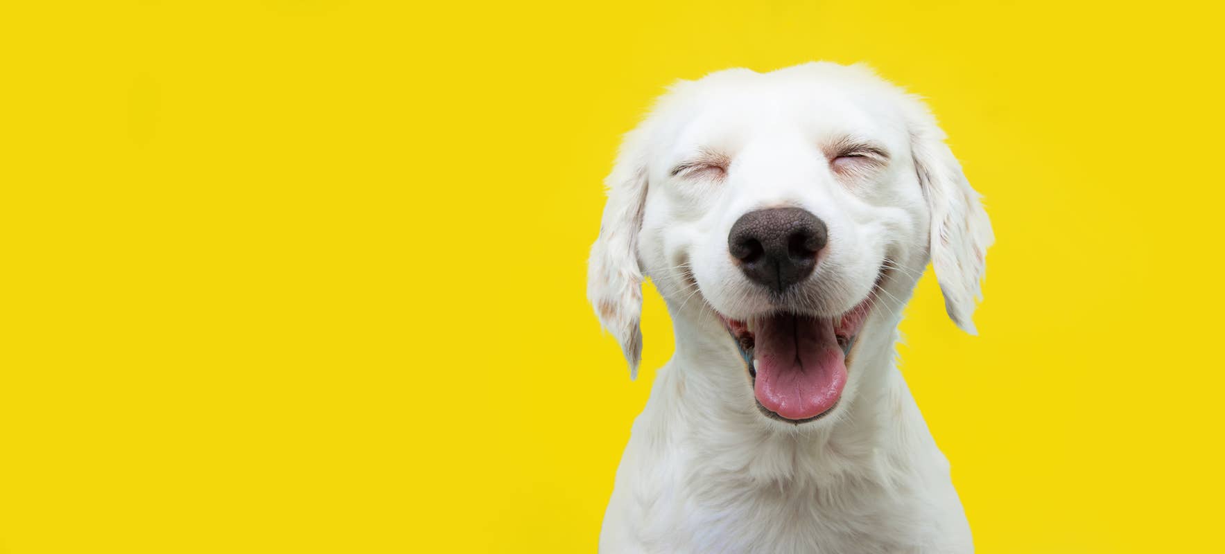 Rescue Dog Performs Most Smile-Inducing 'Freedom Dance' After Finally ...