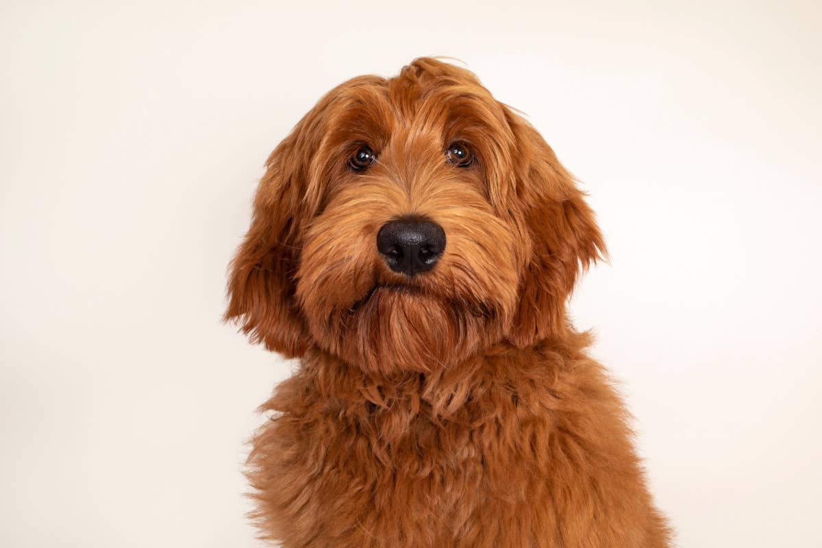 Labradoodle - Parade Pets