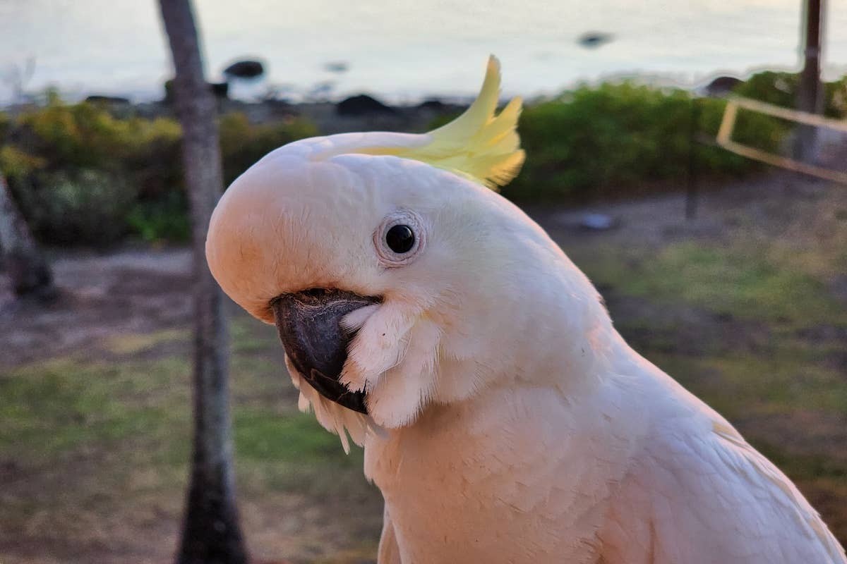 Cockatoo Loudly Declares 'I’m Your Friend' to Random Dog and It’s ...