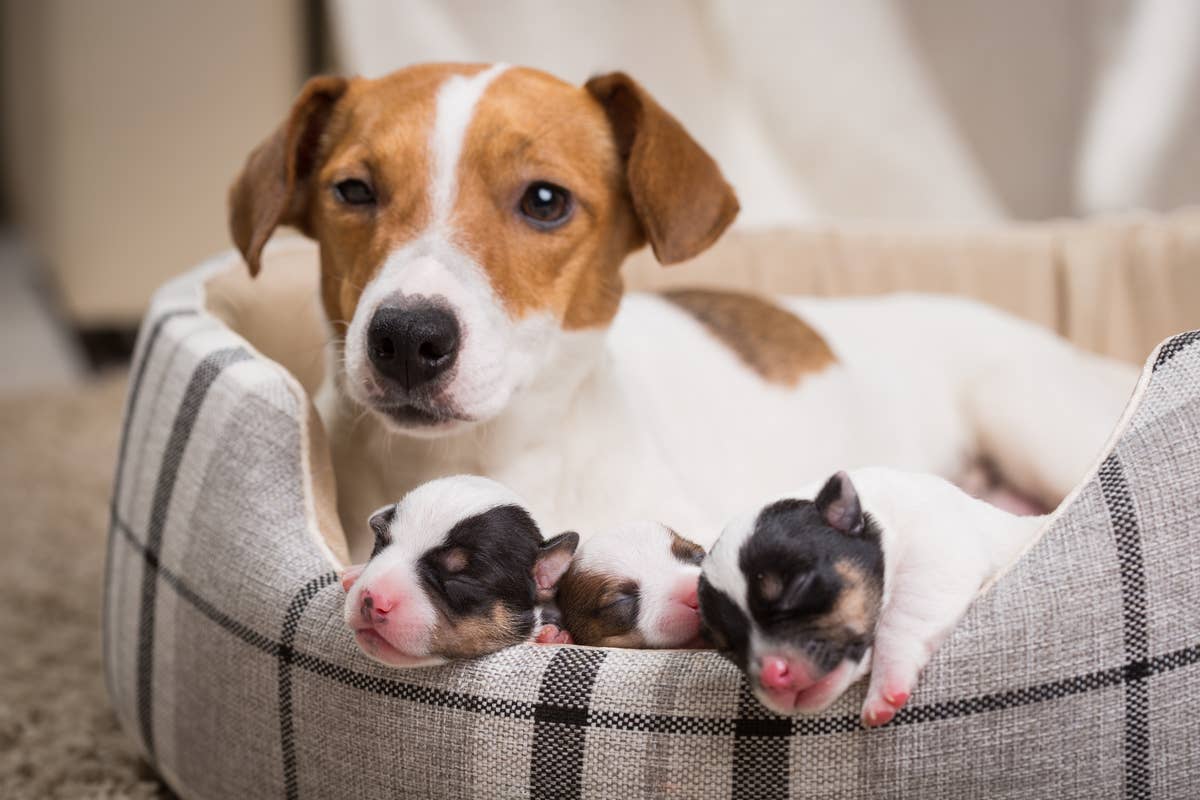 Sweet Mama Dog Who Won't Leave Her Pups for a Walk Is the Definition of ...