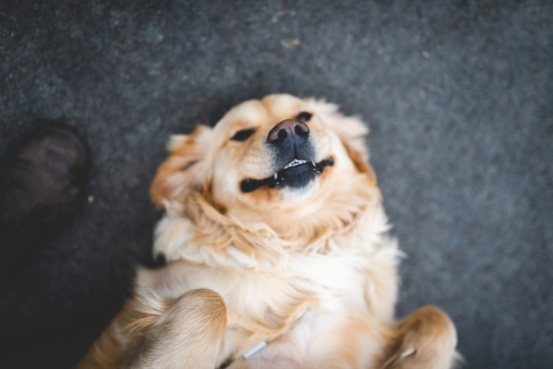 Adorable Golden Retriever Looks Like a Fluffy, Buttery Croissant ...