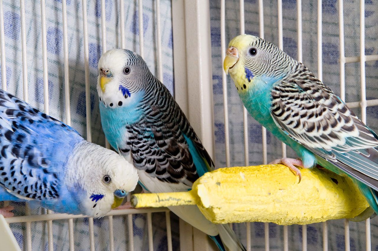 Top 7 Small Pets for First-Time Owners, According to a Vet - Parade Pets