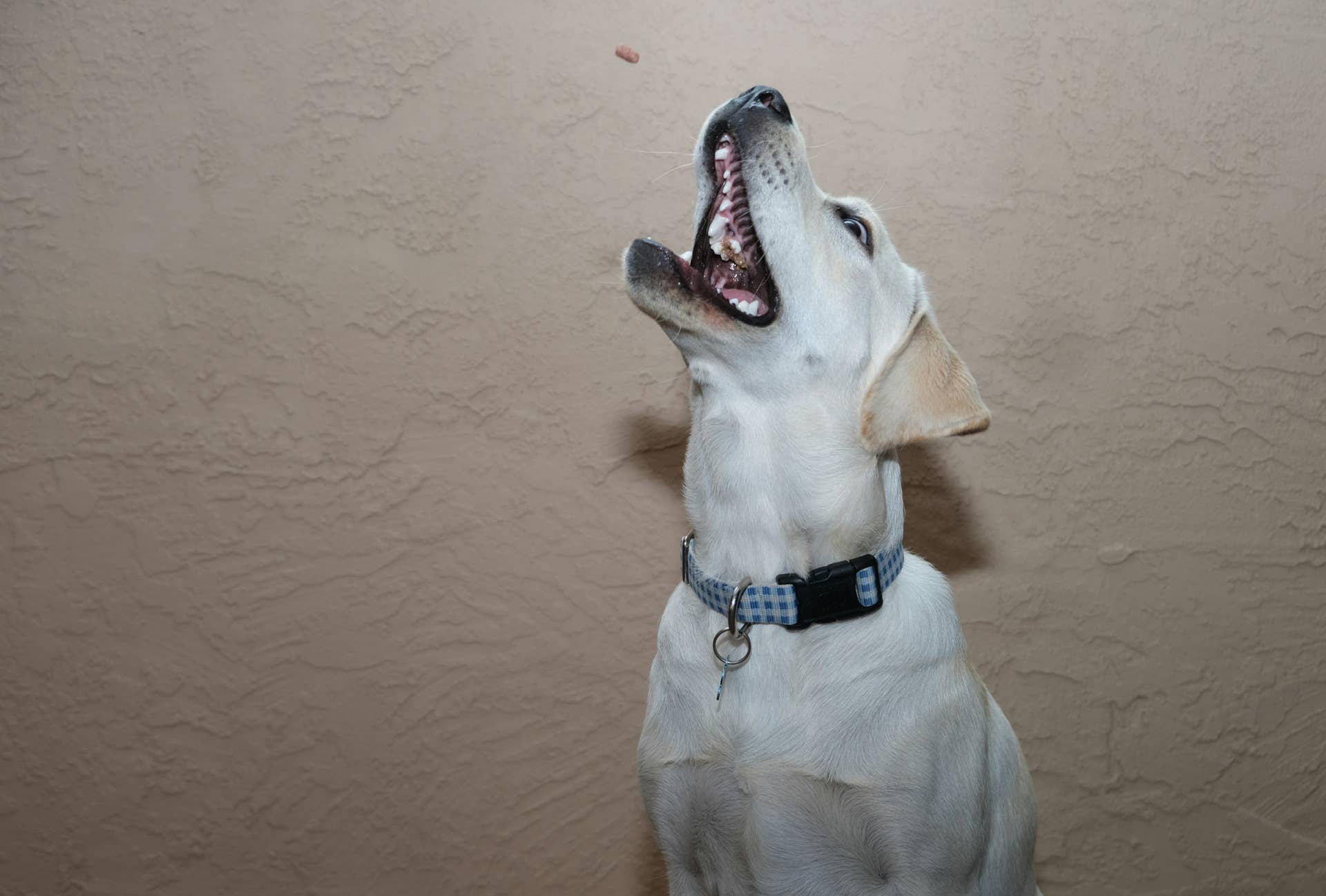 10 Strange Things Dogs Can Sense That Humans Cannot - Parade Pets