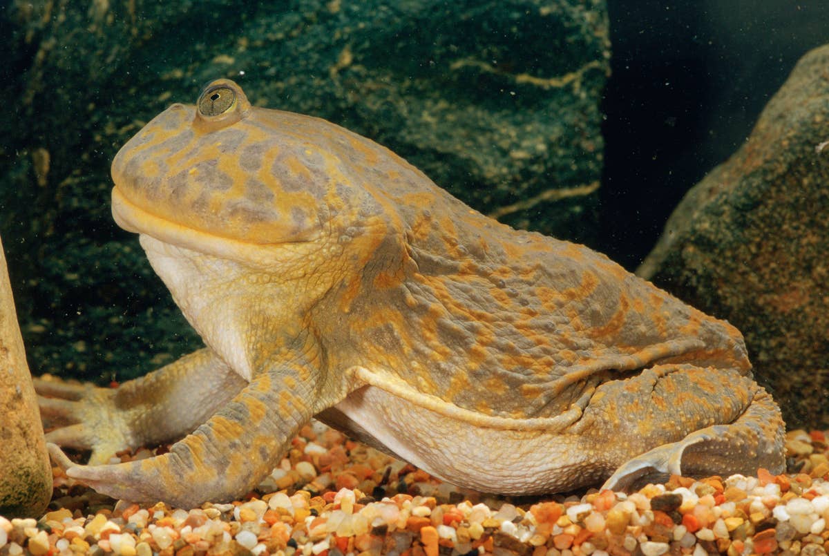 12 of the World's Cutest Frog Species - Parade Pets