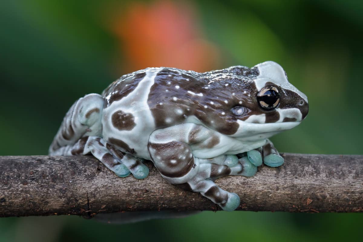 12 of the World's Cutest Frog Species - Parade Pets