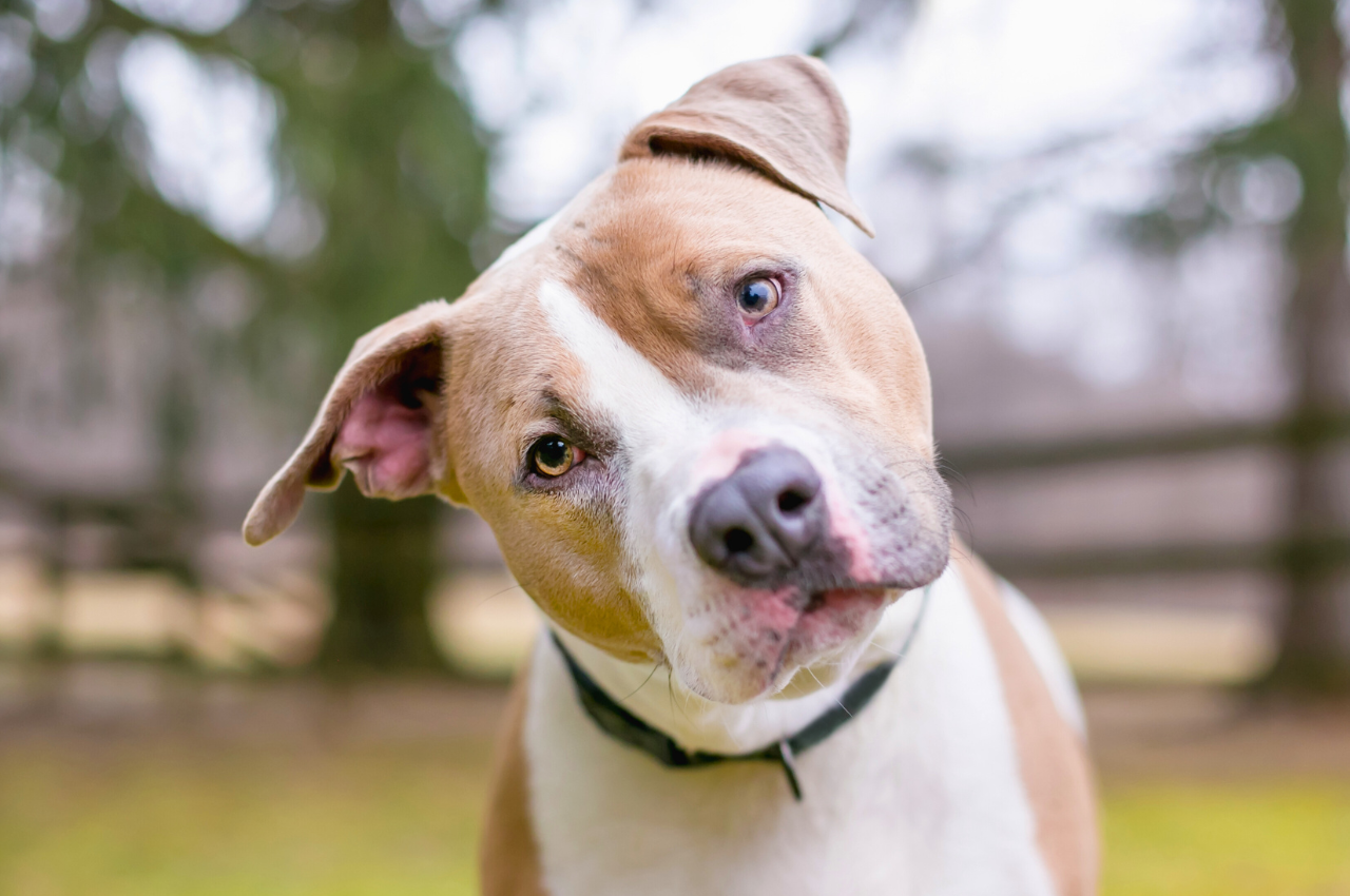 Top 5 Most Misunderstood Dog Breeds - Parade Pets