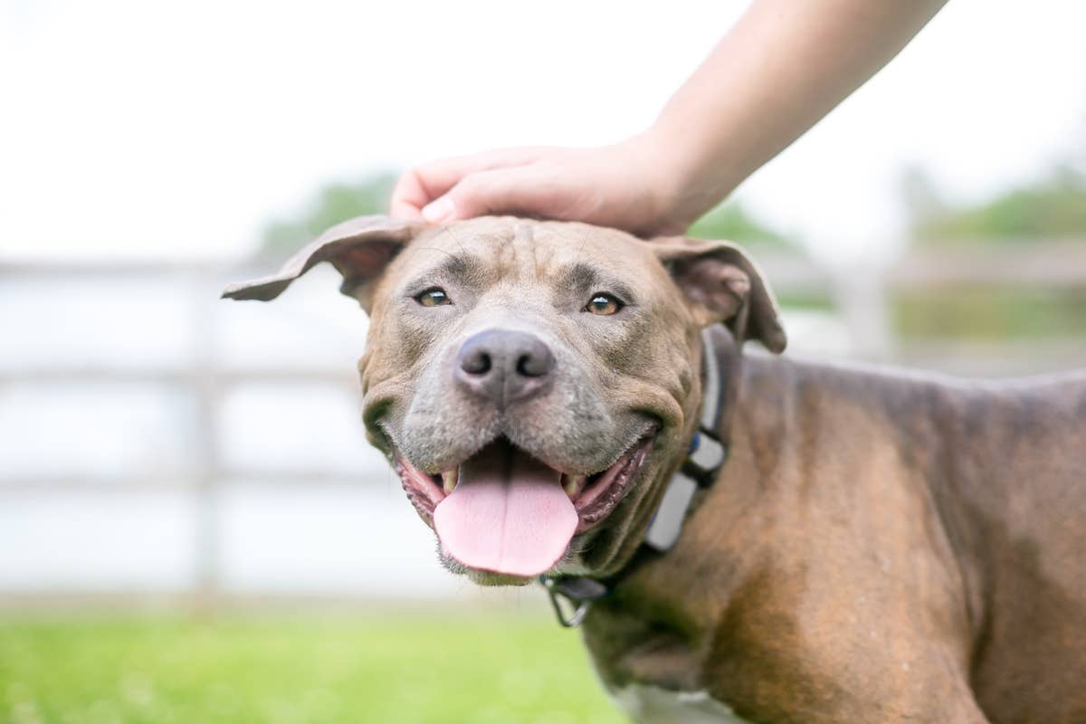 Lovebug Rescue Dog Reunites with Foster Mom & Melts Into Puddle of Joy ...