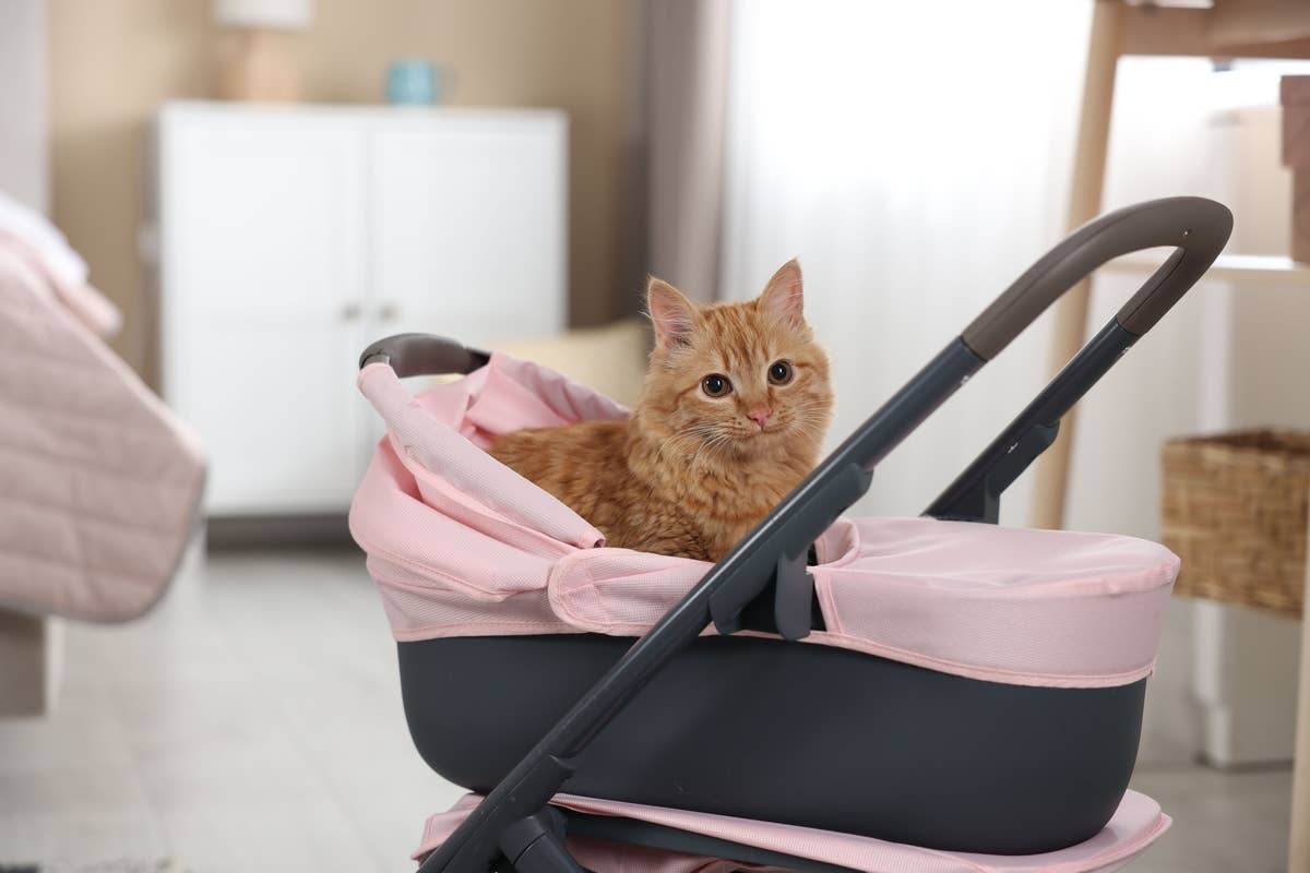 This Cat Decided the Baby Stroller Belongs to Her - Parade Pets