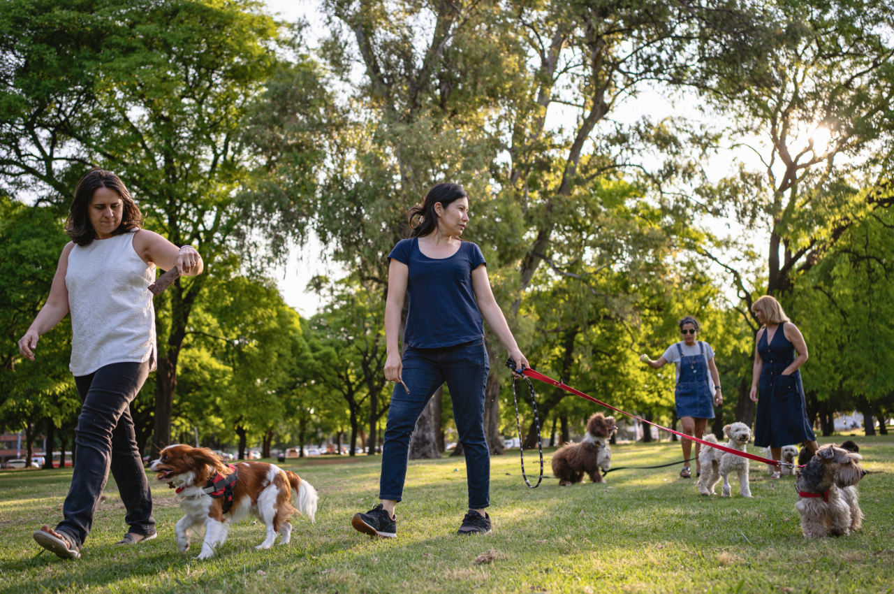 10 Activities That Make Dogs Happiest, According to Science - Parade Pets