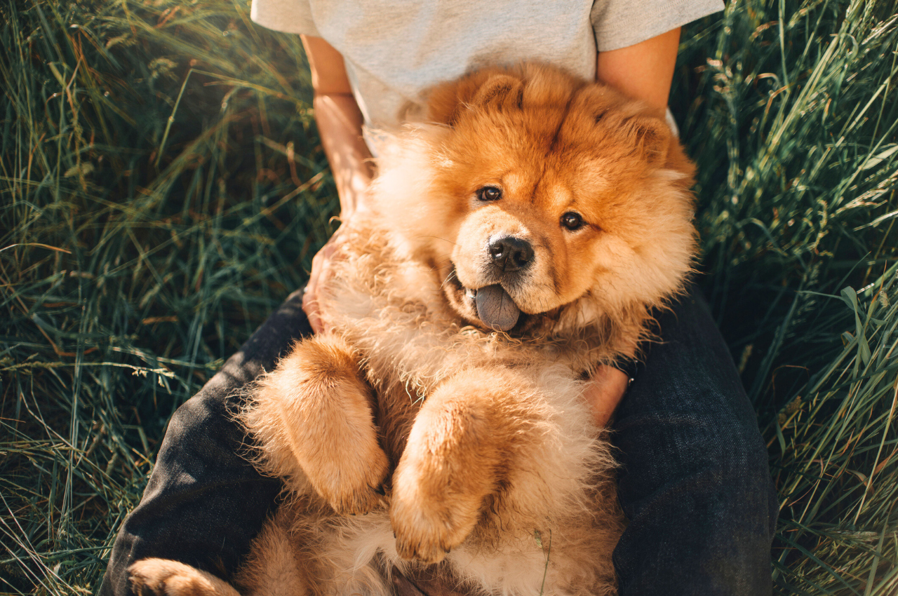 4 One-Person Dog Breeds That Have a Favorite Human - Parade Pets