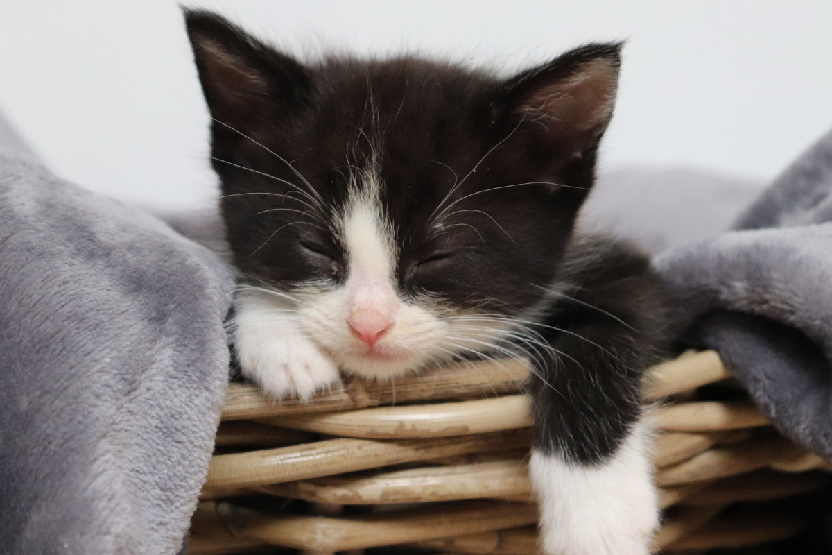 Tuxedo Kitten's Blissed Out Face After Personally Choosing New Family ...