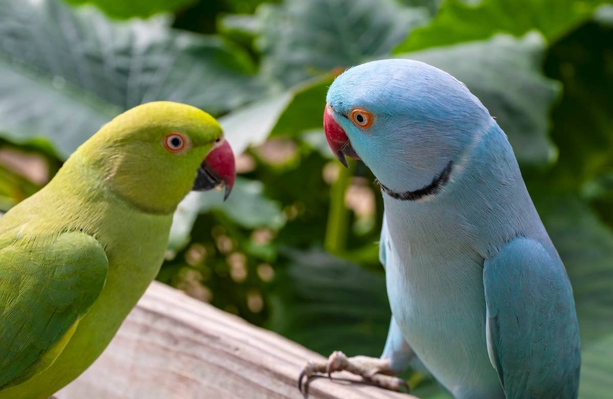 Blue Bird Sweetly Supporting Little Bird Who Can't Fly Brings All the ...