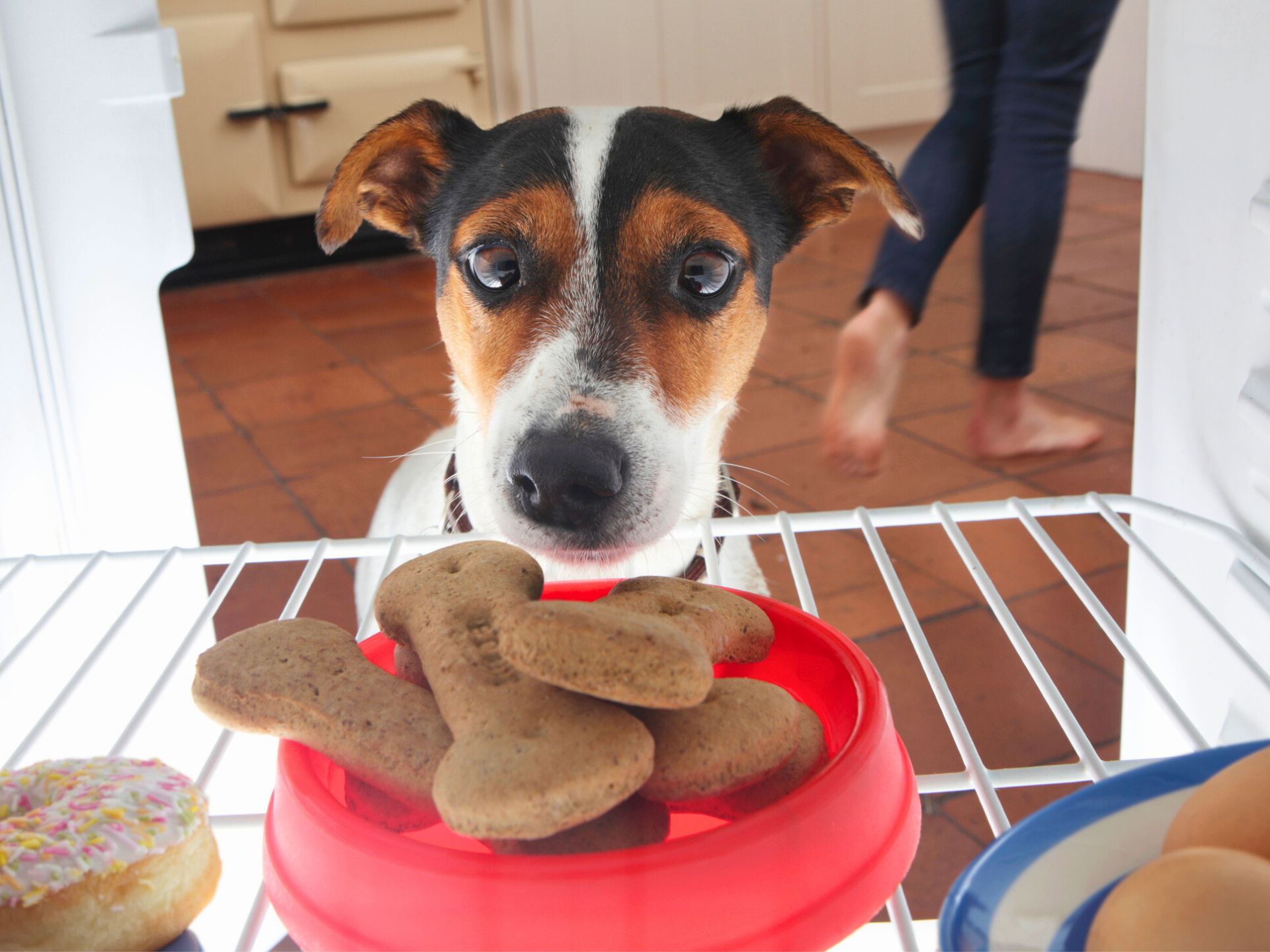 Are Milk-Bones Bad for Dogs? A Vet Explains - Parade Pets