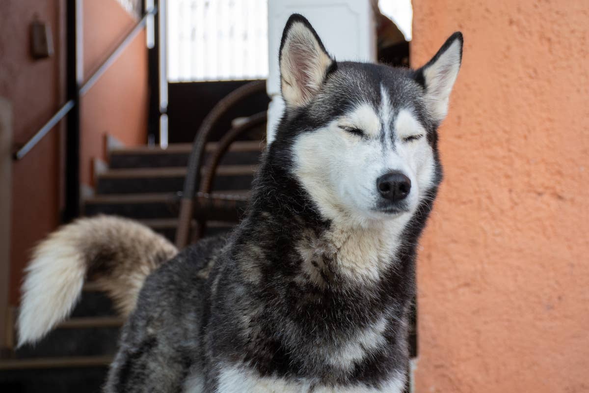 Dramatic Husky Throws a Full Meltdown After Arriving at Pet Store Too ...