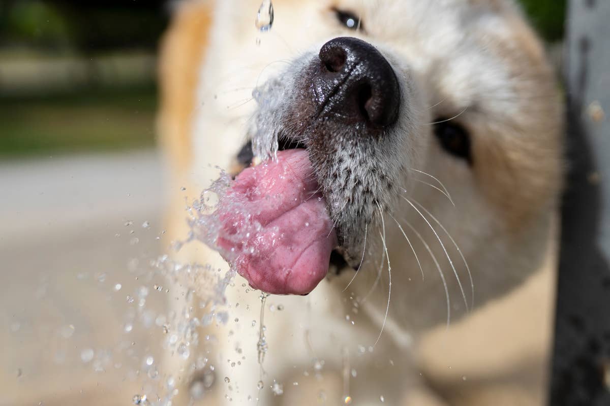 DIY Dog Water Station Helps Dogs Stay Cool This Summer - Parade Pets