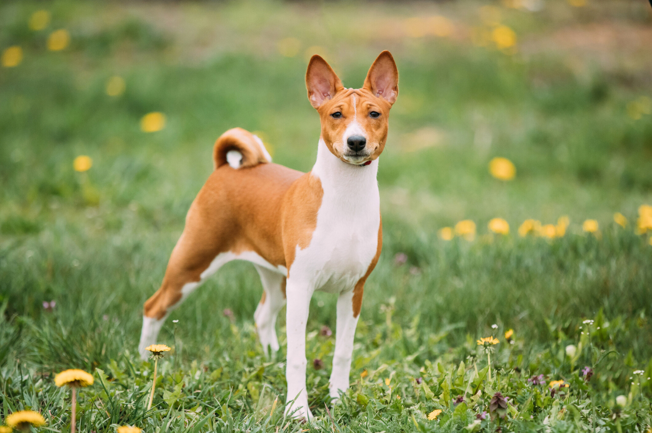9 Crazy Dog Breeds That Are Quirky and Chaotic - Parade Pets