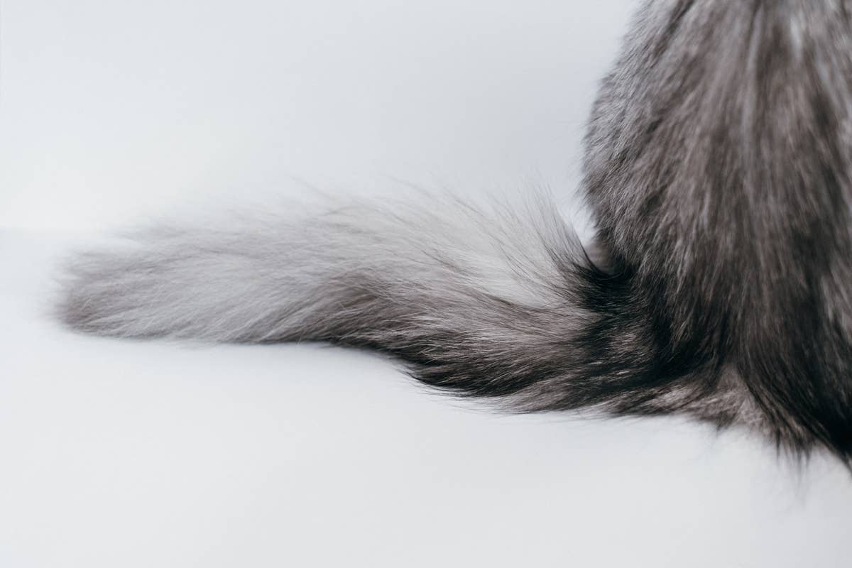 Maine Coon Kittens' Fierce-Looking Parents Have Everyone Stoked for ...