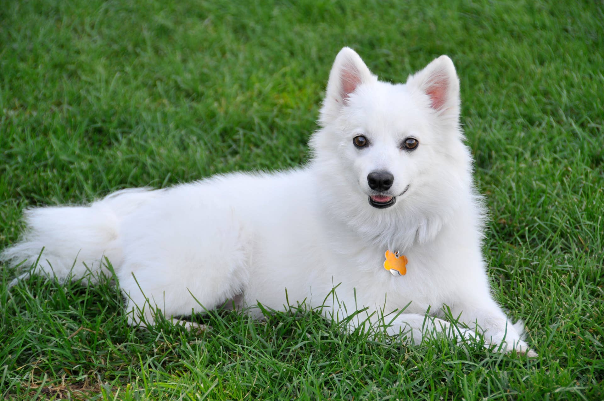 9 White Fluffy Dog Breeds: Grooming Tips & Traits - Parade Pets