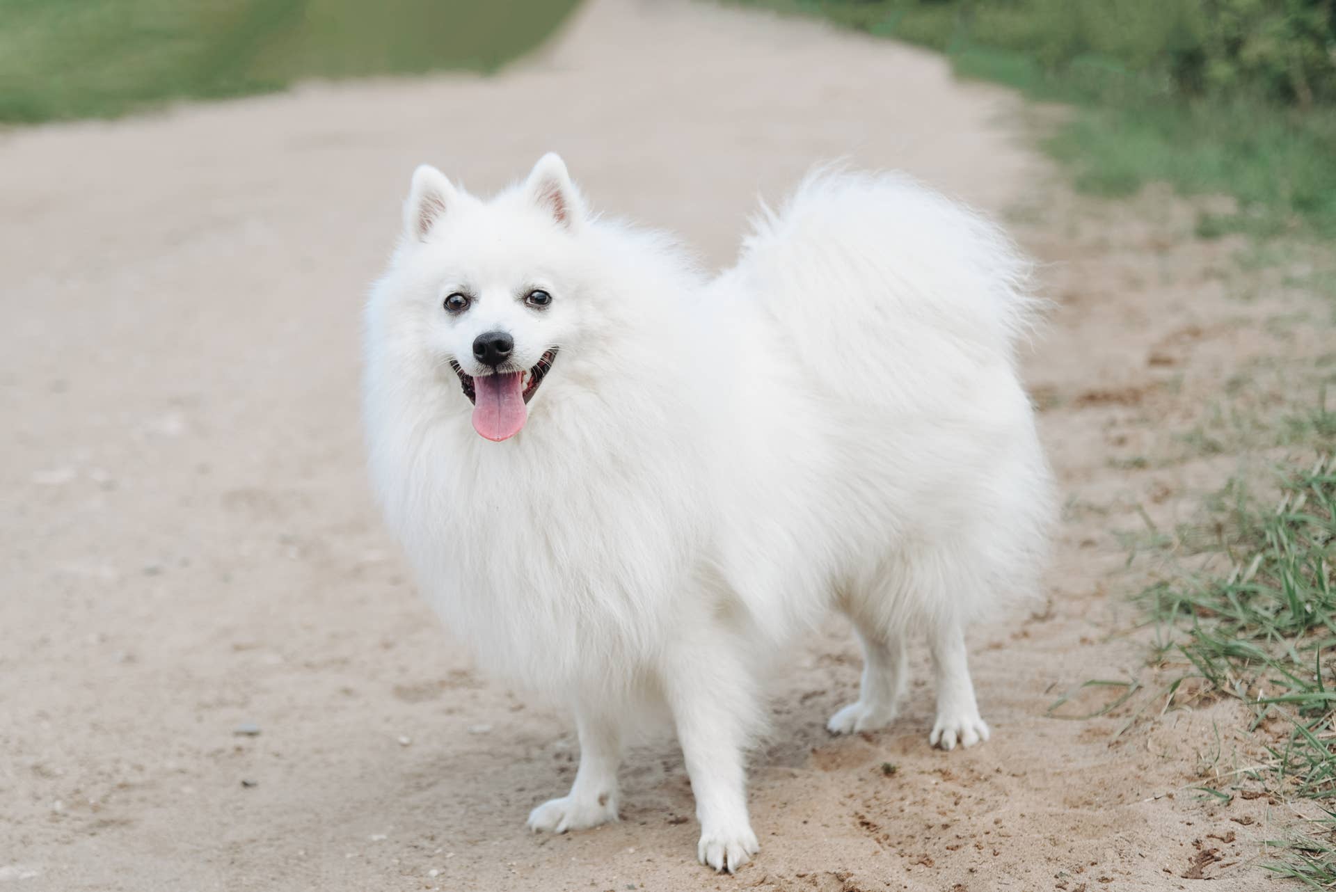 9 White Fluffy Dog Breeds: Grooming Tips & Traits - Parade Pets