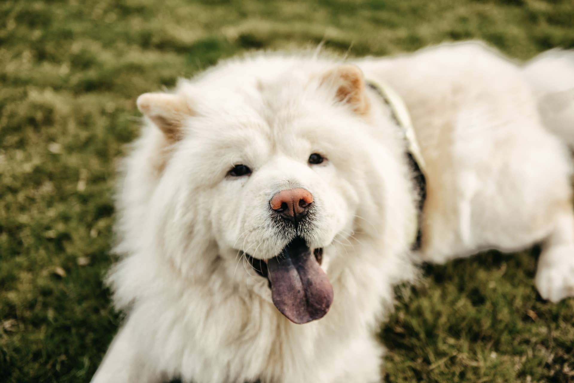 9 White Fluffy Dog Breeds: Grooming Tips & Traits - Parade Pets