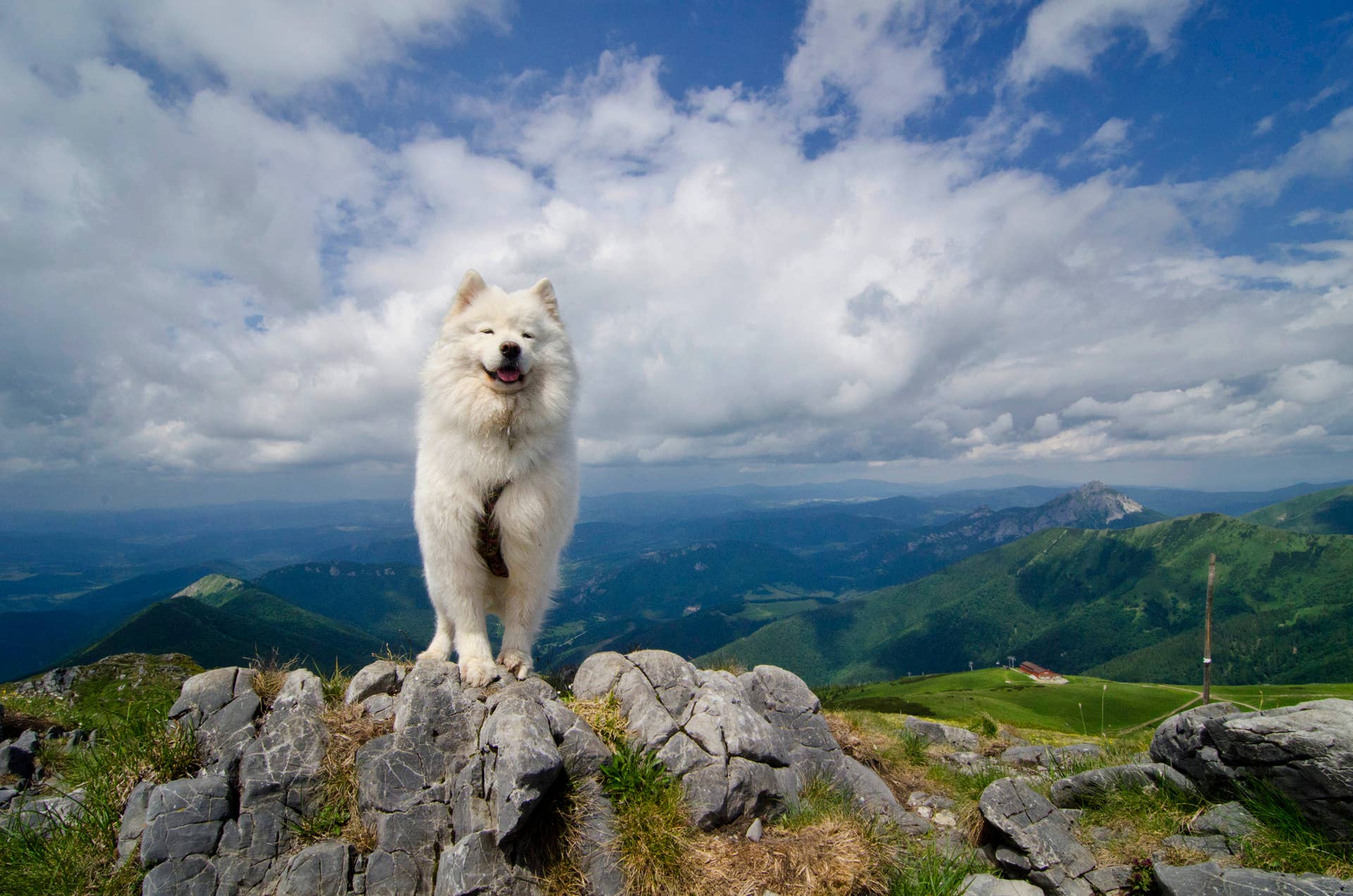 9 White Fluffy Dog Breeds: Grooming Tips & Traits - Parade Pets