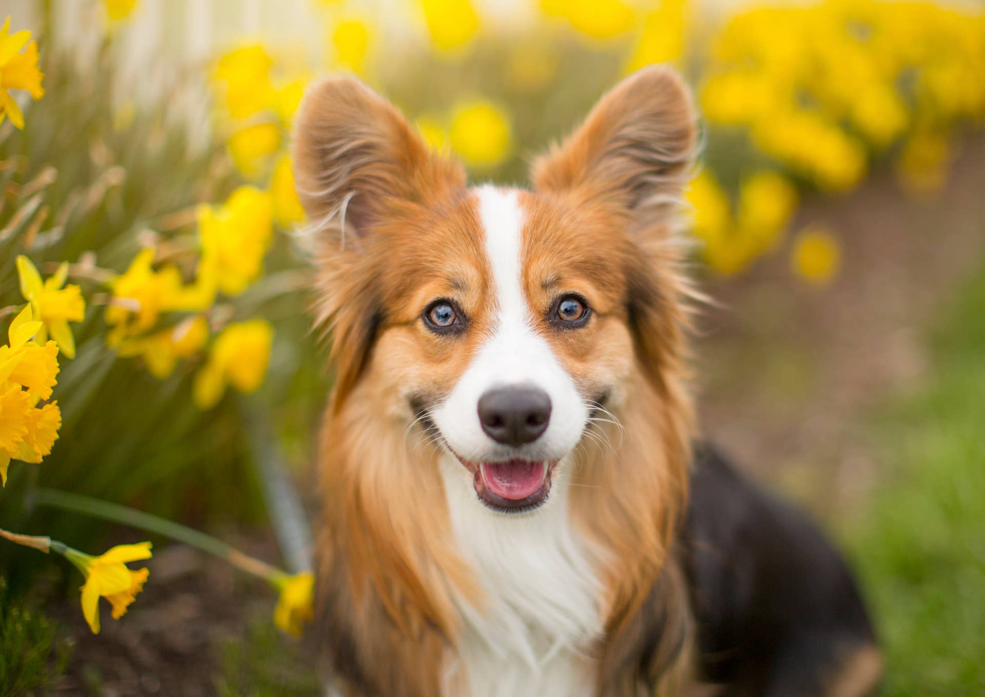 7 Happiest Dog Breeds, According to Pet Experts - Parade Pets