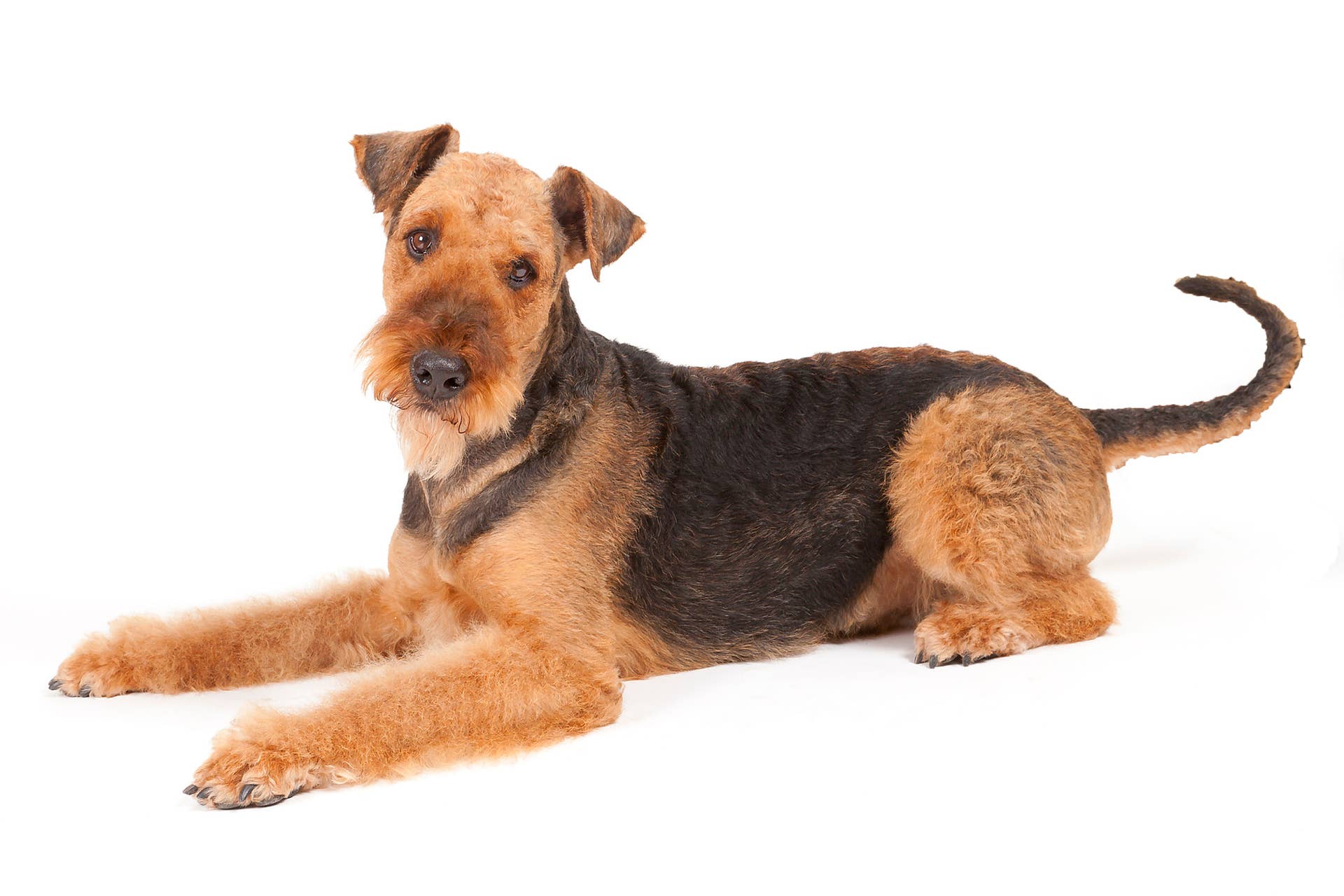 7 Dogs with Beards and Moustaches, According to Experts (Pictures and ...
