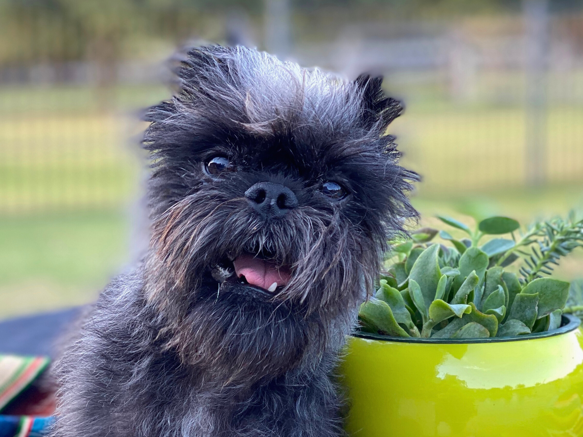 9 Crazy Dog Breeds That Are Quirky and Chaotic - Parade Pets