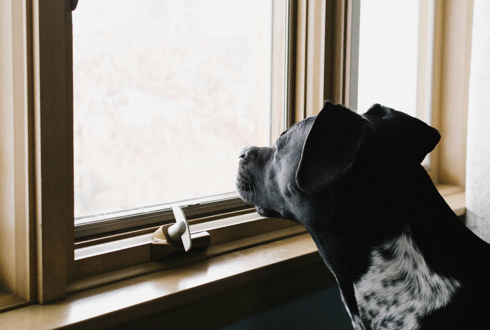 How Does Your Dog Know You're Coming Home? 7 Weird Ways - Parade Pets