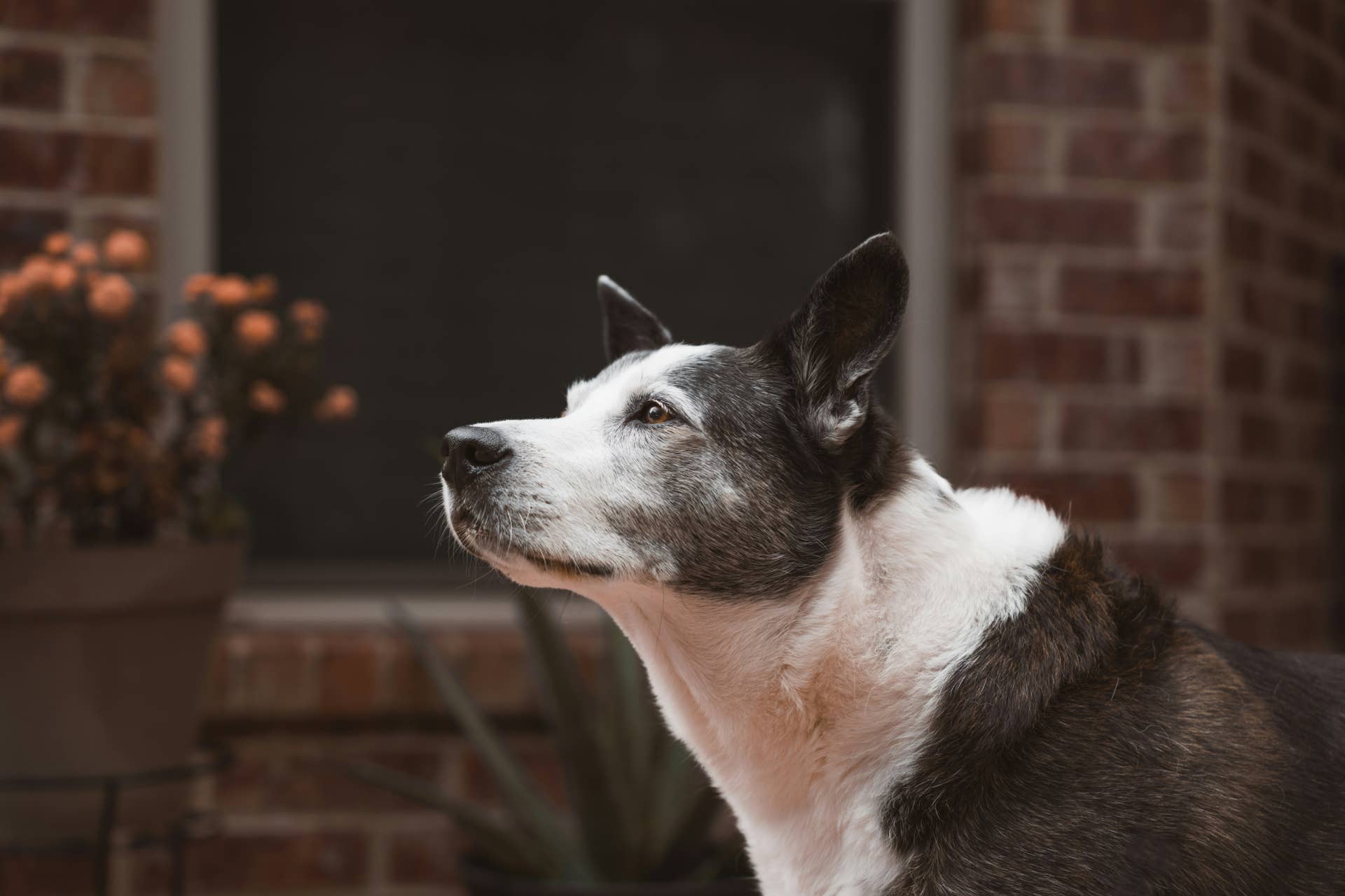 5 Weird Sounds Only Your Dog Can Hear - Parade Pets
