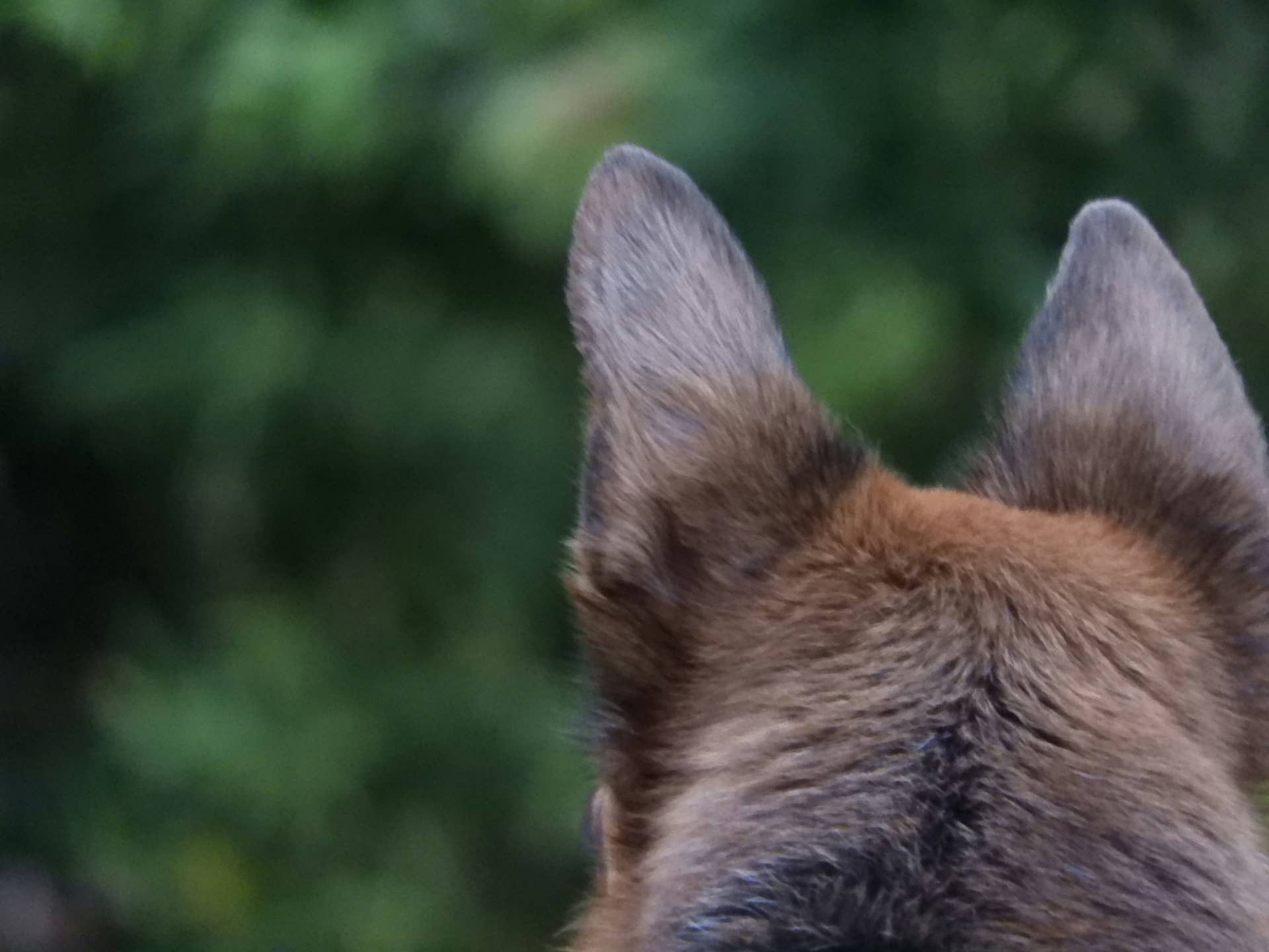 5 Weird Sounds Only Your Dog Can Hear - Parade Pets
