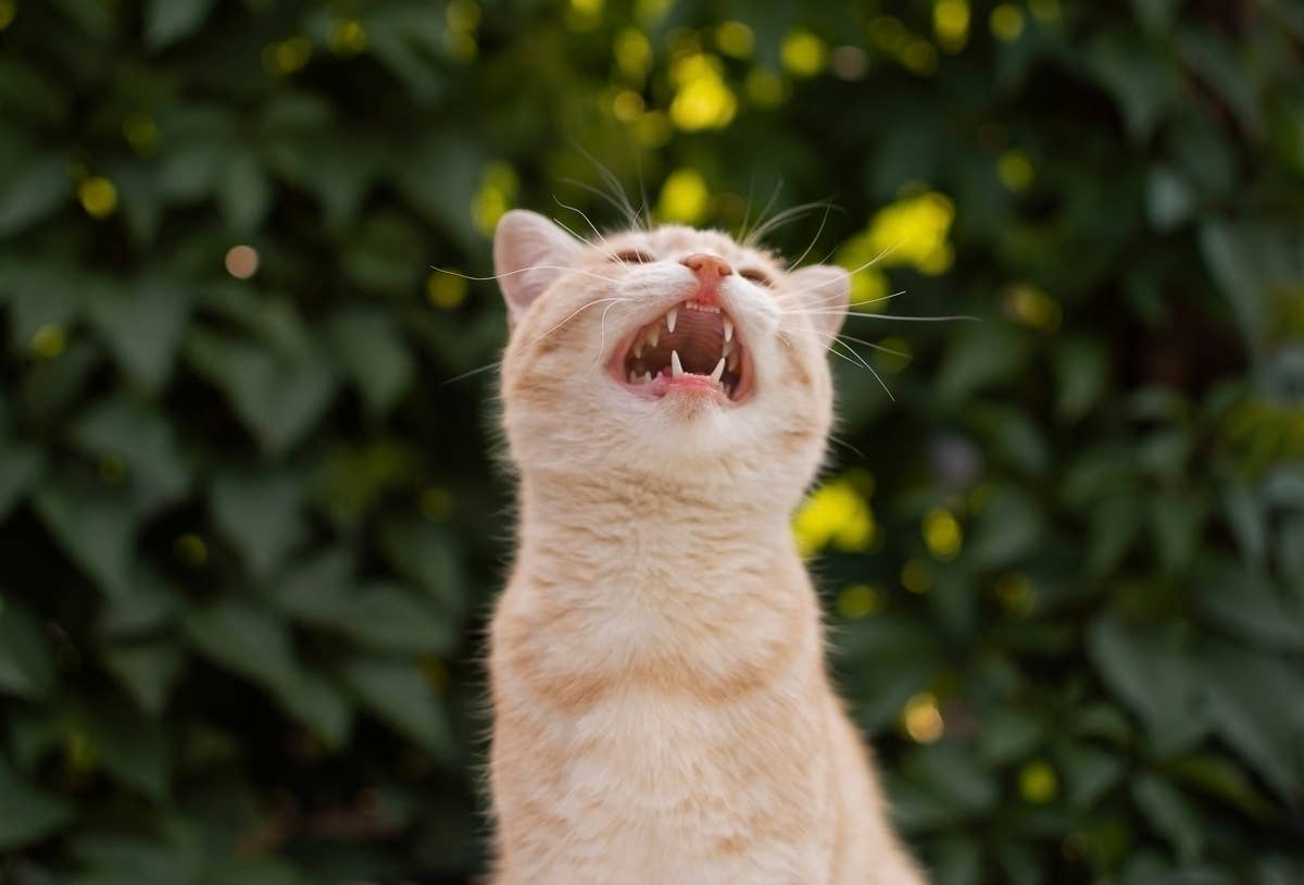 Singing Cat Doing Her 'Vocal Warm-Ups' Is Totally Ready for the Stage ...