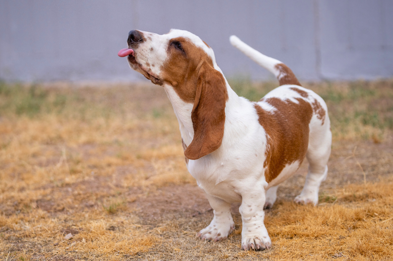The 7 Loudest Dog Breeds That Love to Bark and Howl - Parade Pets