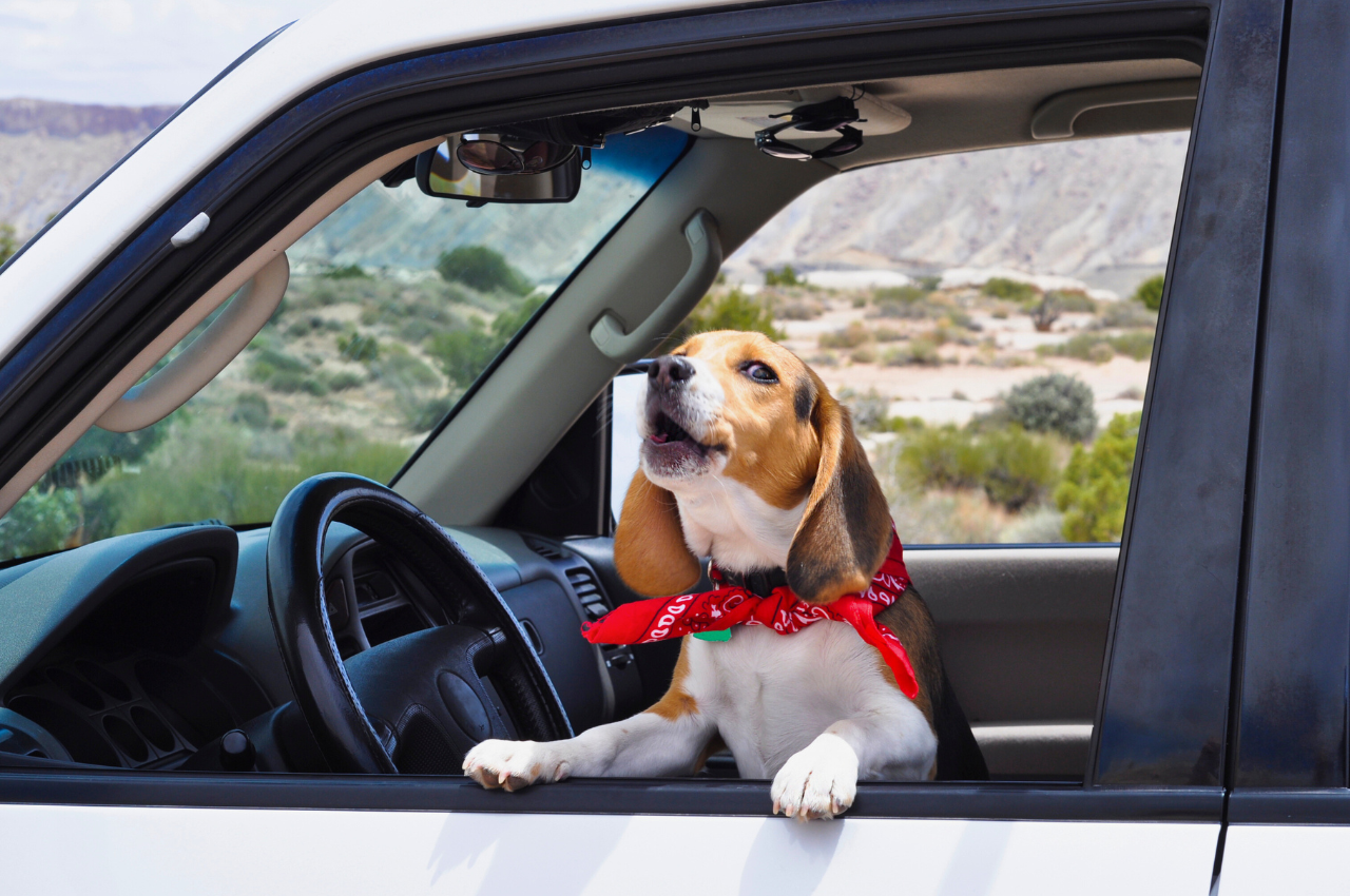 The 7 Loudest Dog Breeds That Love to Bark and Howl - Parade Pets