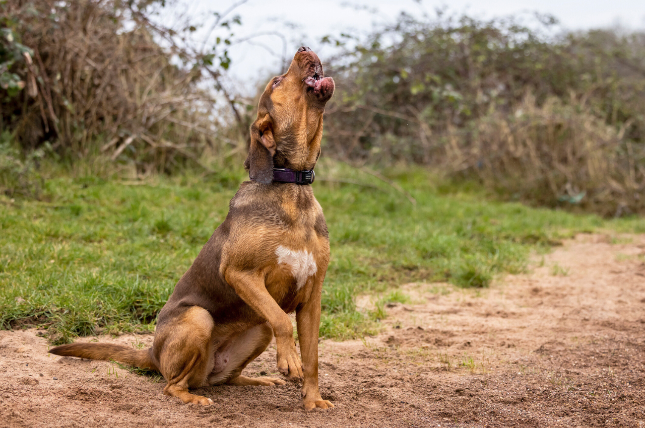 The 7 Loudest Dog Breeds That Love to Bark and Howl - Parade Pets