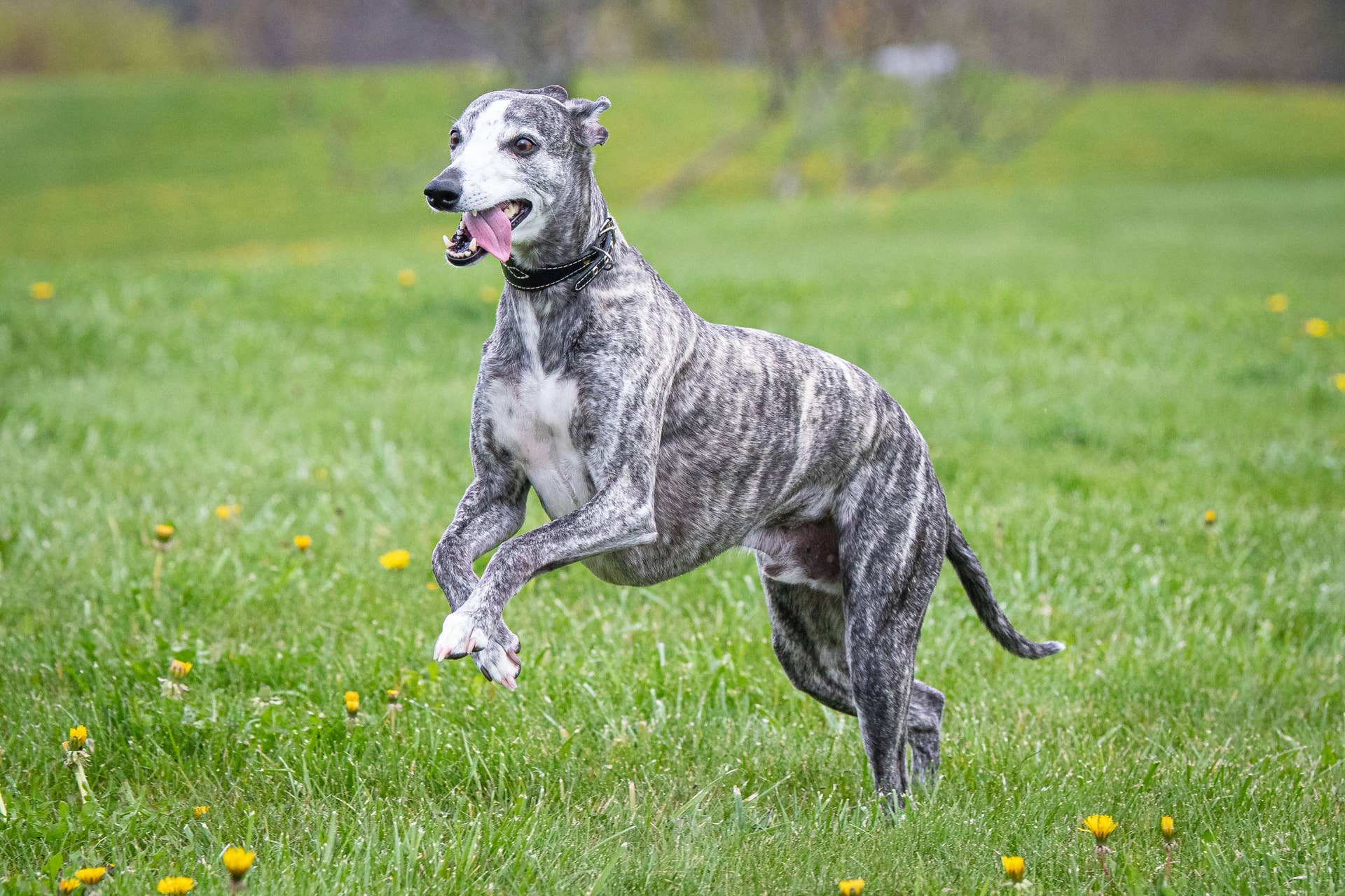 Best Dog Breeds for Hot Weather, According to Vets - Parade Pets