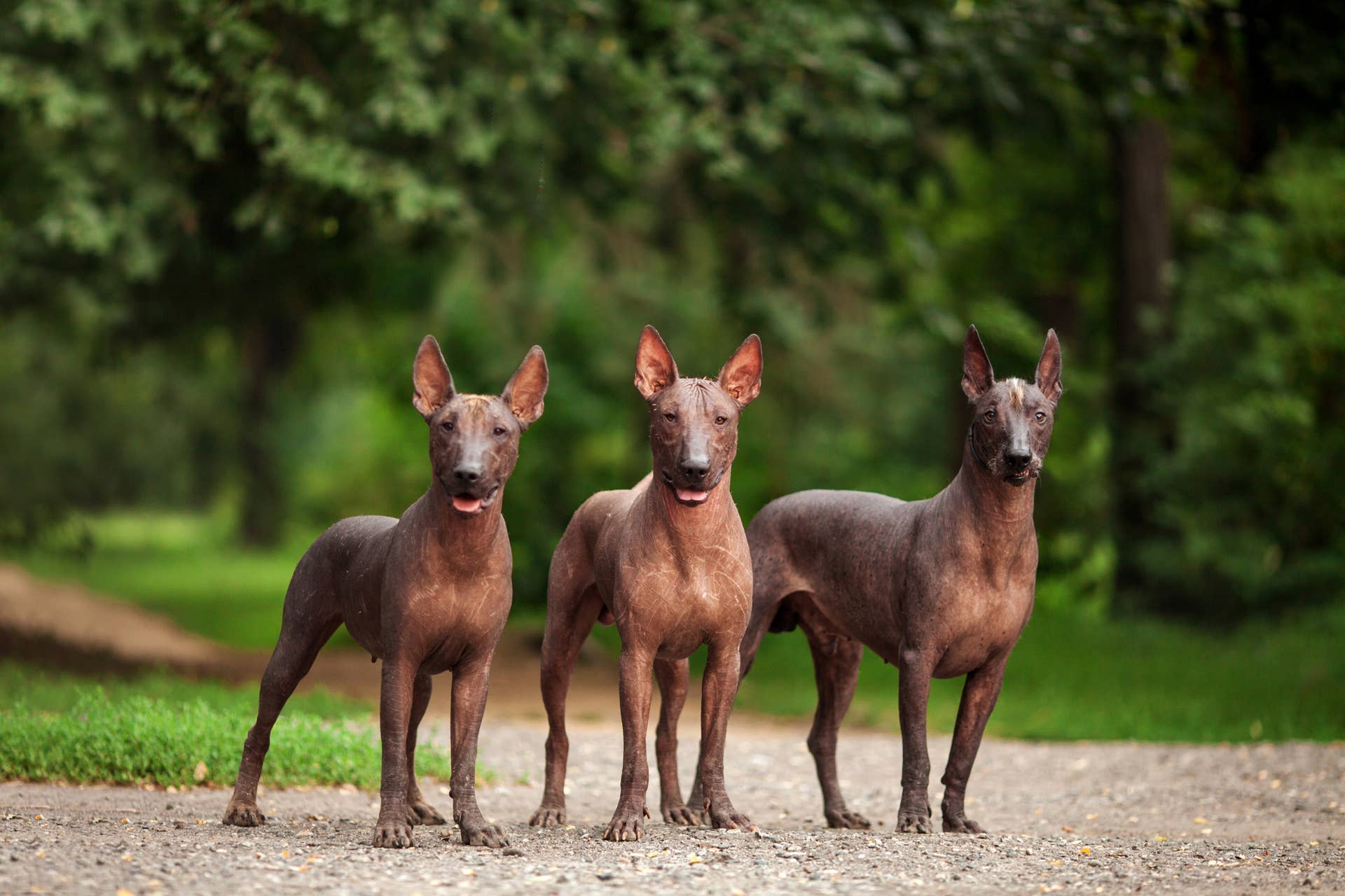 Best Dog Breeds for Hot Weather, According to Vets - Parade Pets