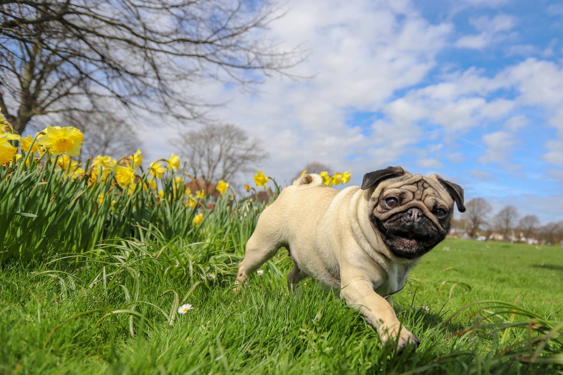 Top 5 Extroverted Dog Breeds - Parade Pets