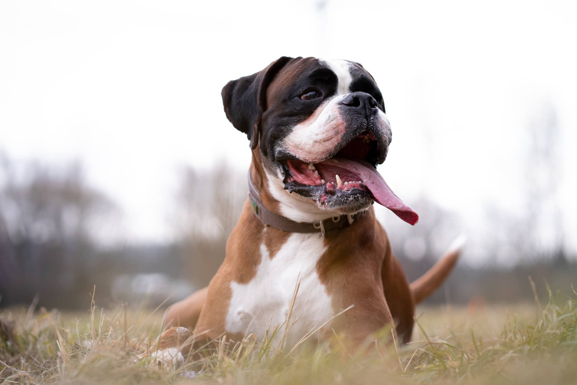 Top 5 Extroverted Dog Breeds - Parade Pets
